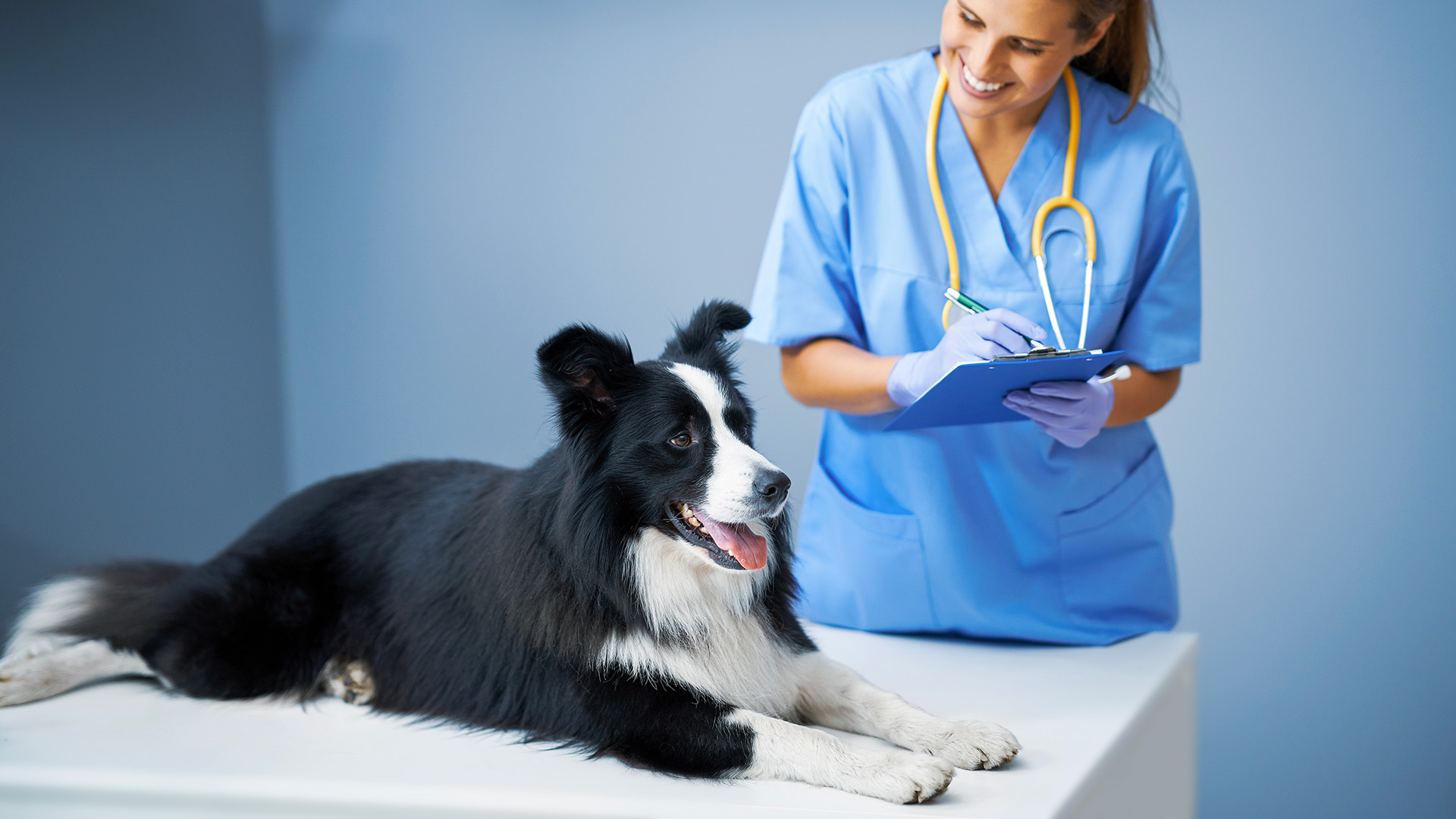 Lucky Veterinary Clinic - We Treat Your Pets Like Family