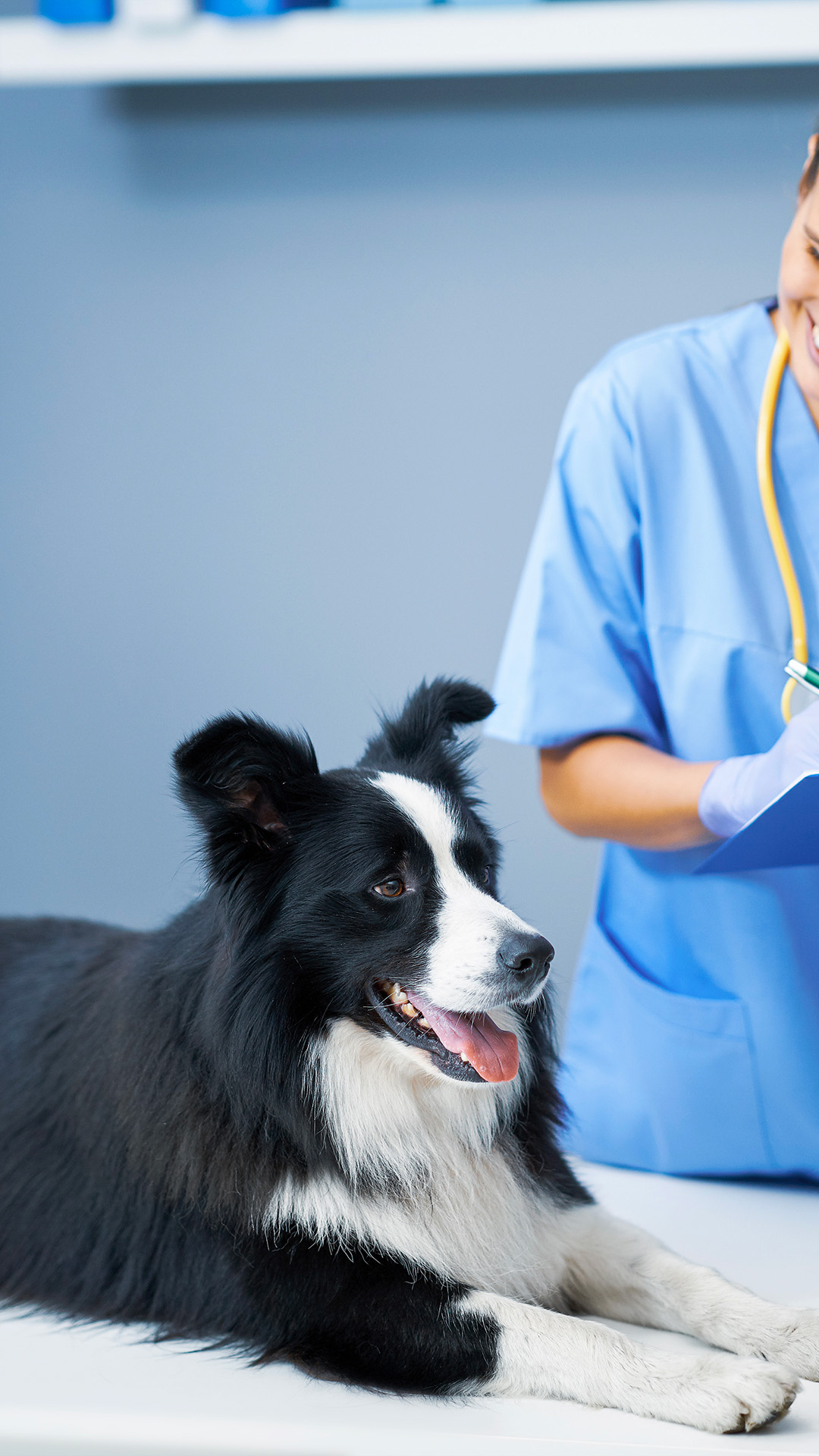 Lucky Veterinary Clinic - We Treat Your Pets Like Family